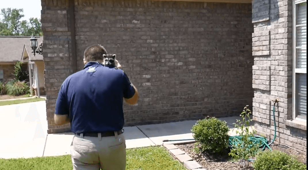 Wildlife | Arkansas Pest Control Services